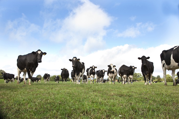 Innovative heat detection system enables remote diagnosis of dairy cow ...
