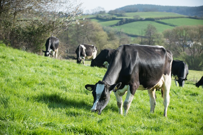 Barenbrug helping Cornish Lamb Company grow more grass that sheep and ...