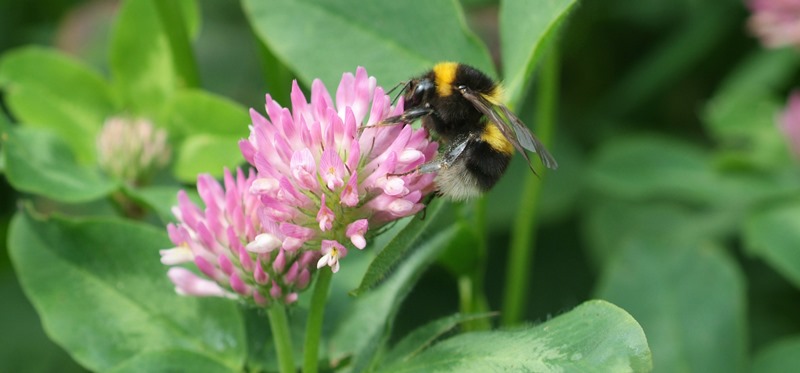 Advances in red clover breeding gives farmers vital homegrown ...