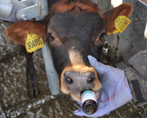 Vaccination now critical for lungworm in Scotland and northern England ...