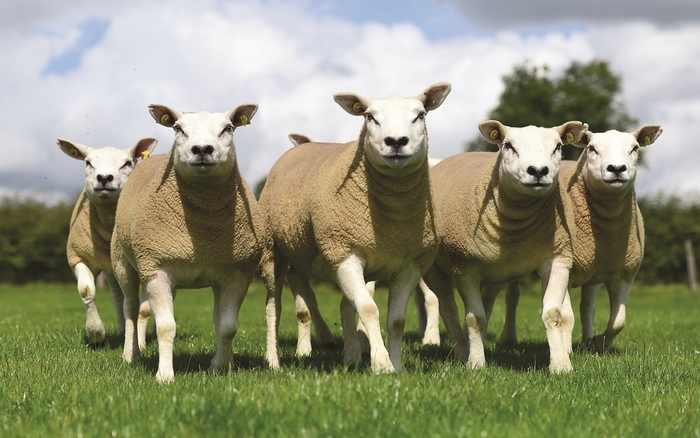 Bolus lambs at weaning for quicker finishing and increased profit ...