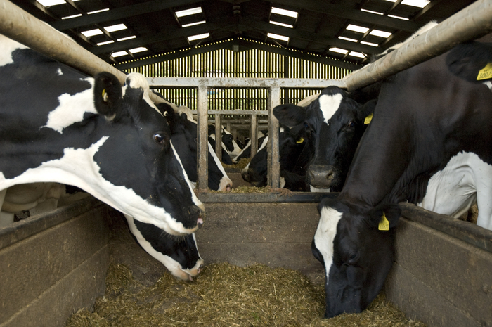 Silage quality provides glimmer of hope | Farm Contractor & Large Scale ...