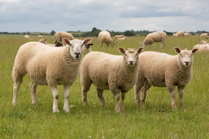 New intensive finishing feed for end of season lambs | Farm Contractor ...