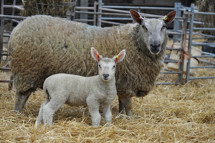 Bolus ewes pre-lambing to improve results | Farm Contractor & Large ...