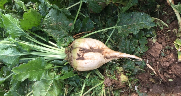 Deep rooted fodder beet varieties shine in drier conditions | Farm ...