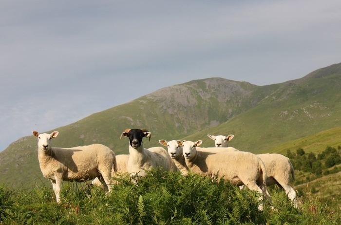Raising the bar on sheep health and nutrition | Farm Contractor & Large ...