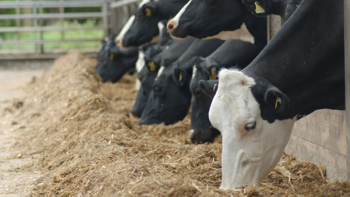 Precision and attention to detail key to getting most from forage ...