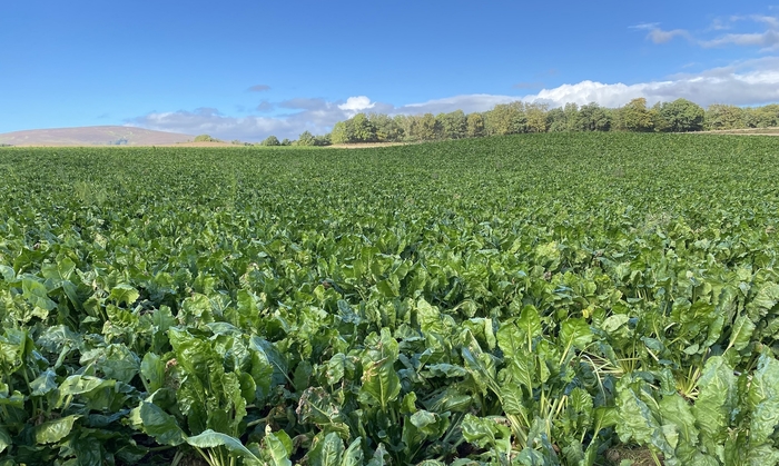 Moving to the beet | Farm Contractor & Large Scale Farmer