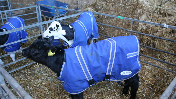 New solution to reducing consequences of calf dehydration | Farm ...
