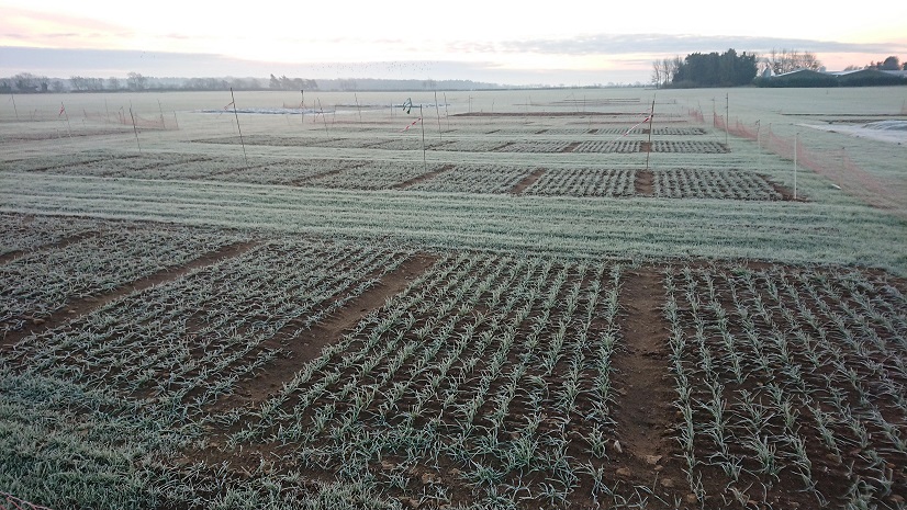 Cereals 2021 crop plots overwinter well | Farm Contractor & Large Scale ...