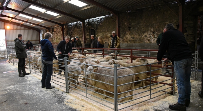 Increase in number of performance-recorded rams sold | Farm Contractor ...