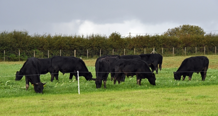 New Project to Research Benefits of Grazing System | Farm Contractor ...