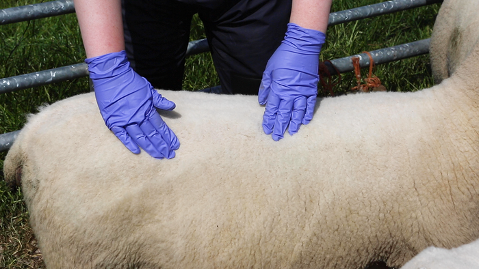How to body condition score ewes ahead of tupping | Farm Contractor ...