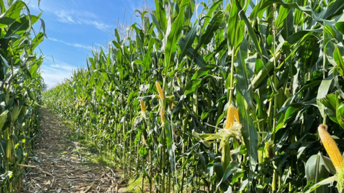 Maize trails showcase new ways to boost yields | Farm Contractor ...