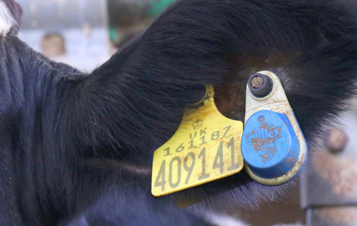 Allflex Livestock Intelligence launches LED-equipped version of its ...