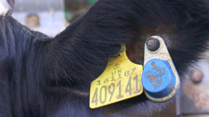 New LED SenseHub ear tags from Allflex Livestock Intelligence | Farm ...