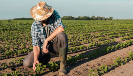 Pilgrim’s UK unveils efforts to reach 100% sustainable soya by 2025 ...