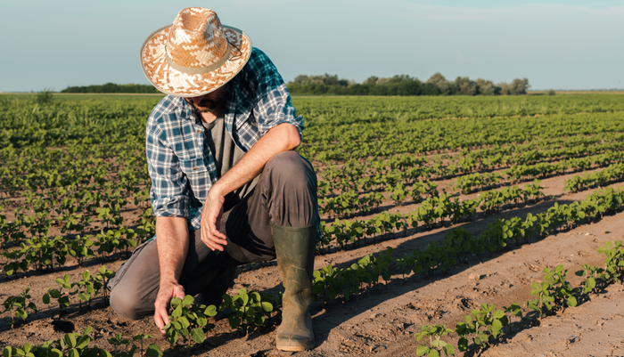 Pilgrim’s UK unveils efforts to reach 100% sustainable soya by 2025 ...