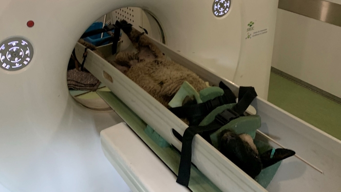 Machine learning could accelerate disease detection in sheep | Farm ...