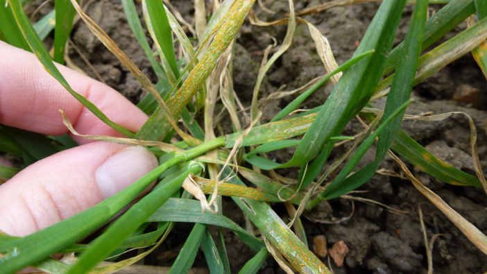 Life Scientific warns of a perfect storm for yellow rust | Farm ...