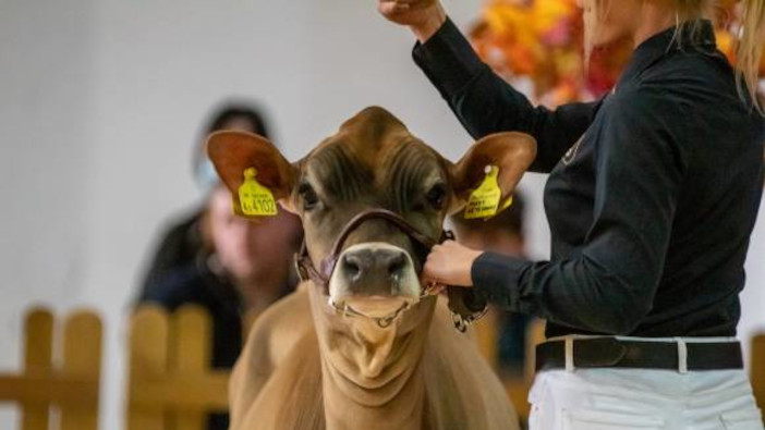 Channel Island talent to be showcased at the Dairy Show | Farm ...