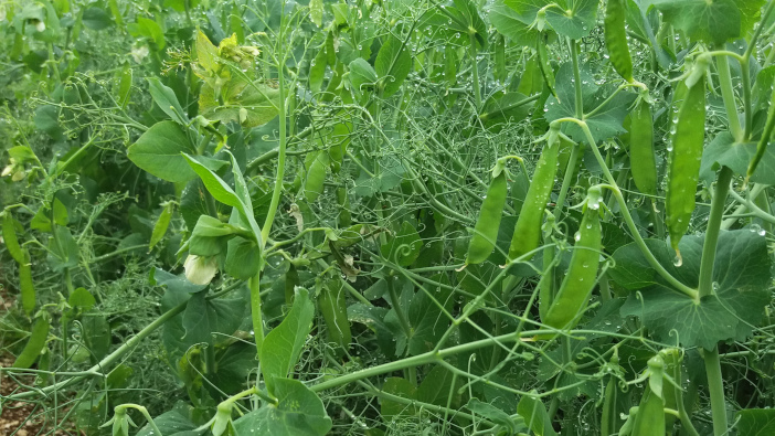 New pulse breeding collaboration announced | Farm Contractor & Large ...