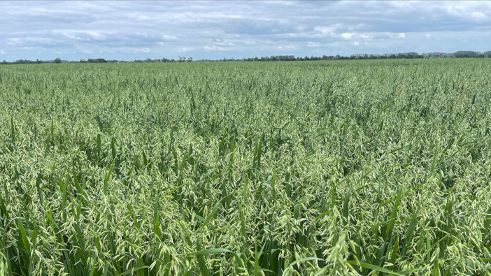 Early ripening makes Merlin spring oats an attractive option for ...