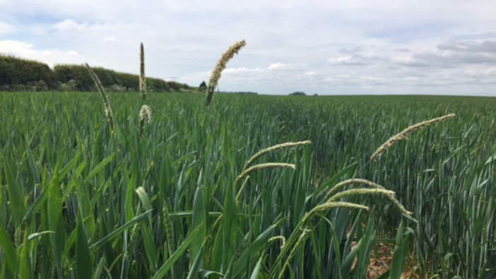 Researchers help farmers to tackle blackgrass | Farm Contractor & Large ...