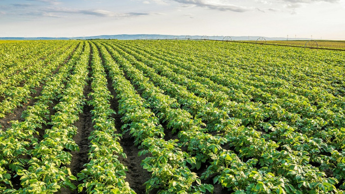 Potato growers urged to plan blight control | Farm Contractor & Large ...