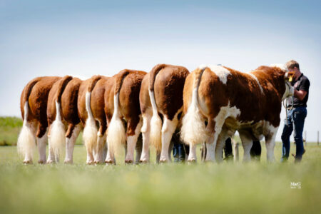 Simmental bulls retain popularity with customers | Farm Contractor ...