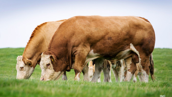 Simmental Cattle Characteristics