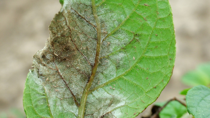 Hutchinsons offers top tips for blight control | Farm Contractor ...