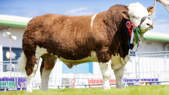 Private sale marks the second highest price paid for Simmental bull ...