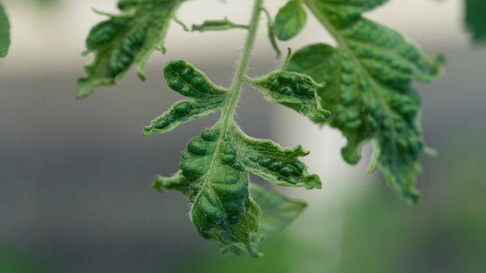 New Engima projects to look at horticulture and vertical farming | Farm ...